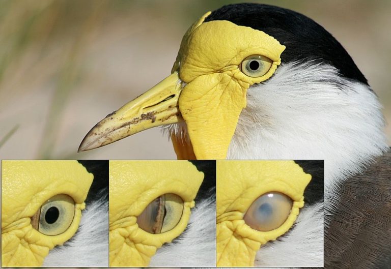 Datos Freak :: Curiosidades :: Datos Curiosos -aves parpadean abajo ... Datos Freak :: Curiosidades :: Datos Curiosos -aves parpadean abajo ...